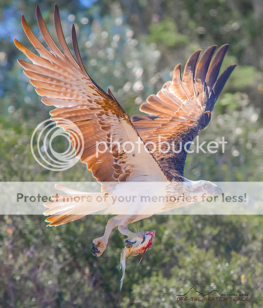 Spread your wings - PentaxForums.com