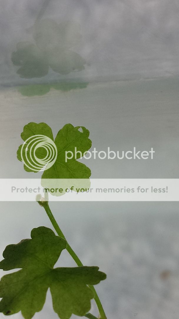 Hydrocotyle maritima (Honda) Australia | Aquatic Plant Forum