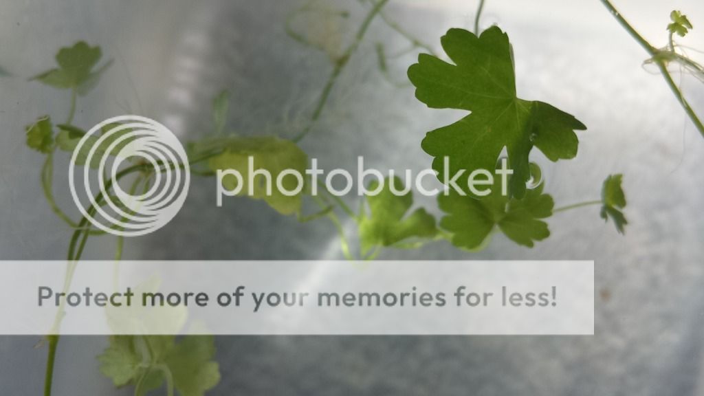 Hydrocotyle maritima (Honda) Australia | Aquatic Plant Forum