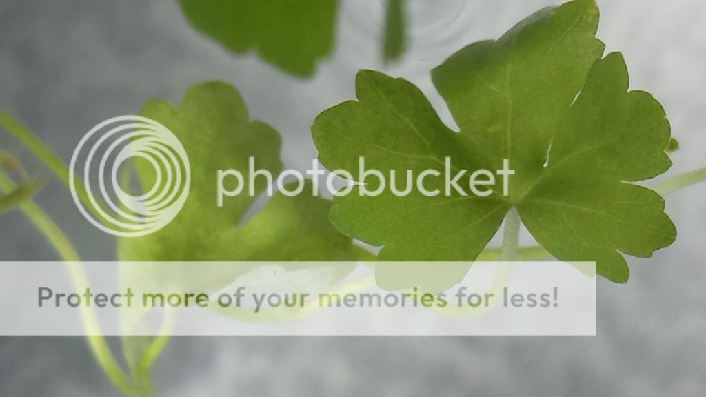 Hydrocotyle maritima (Honda) Australia | Aquatic Plant Forum